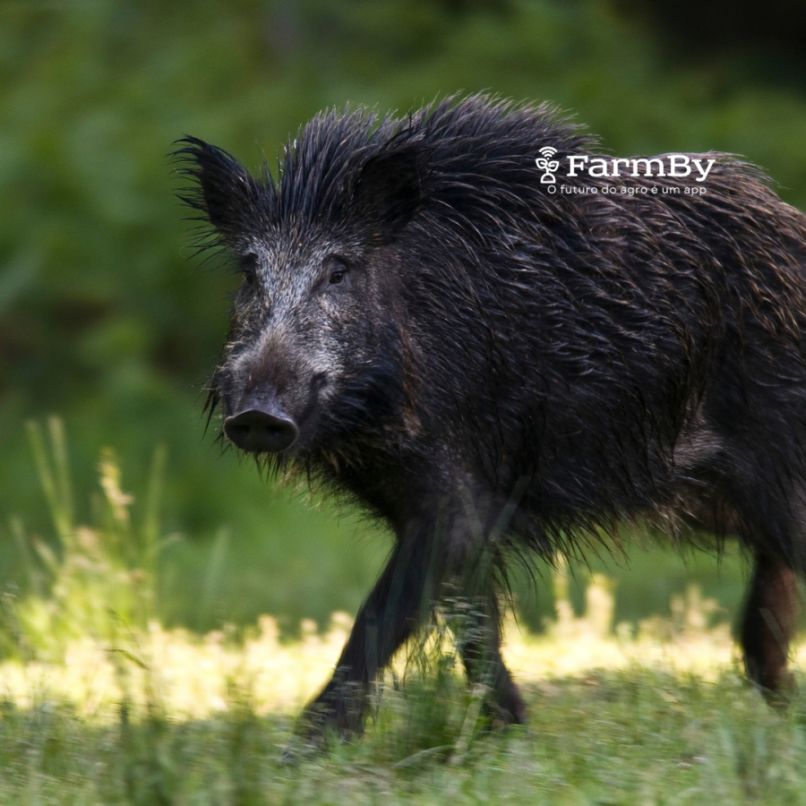 Javali: Uma Ameaça ao Ecossistema e à Ag - FarmBy Notícias